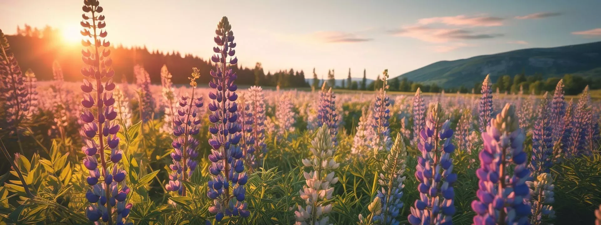 Alles über pflanzliche bzw. vegane Eiweißquellen